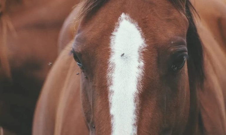 Nudia sa kone? – obchodprekone.sk